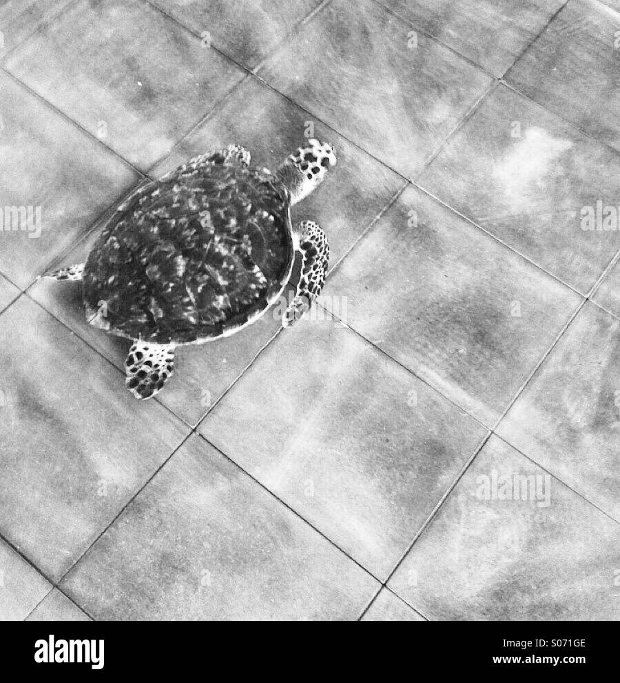 Black tortoise Black and White Stock Photos & Images - Alamy