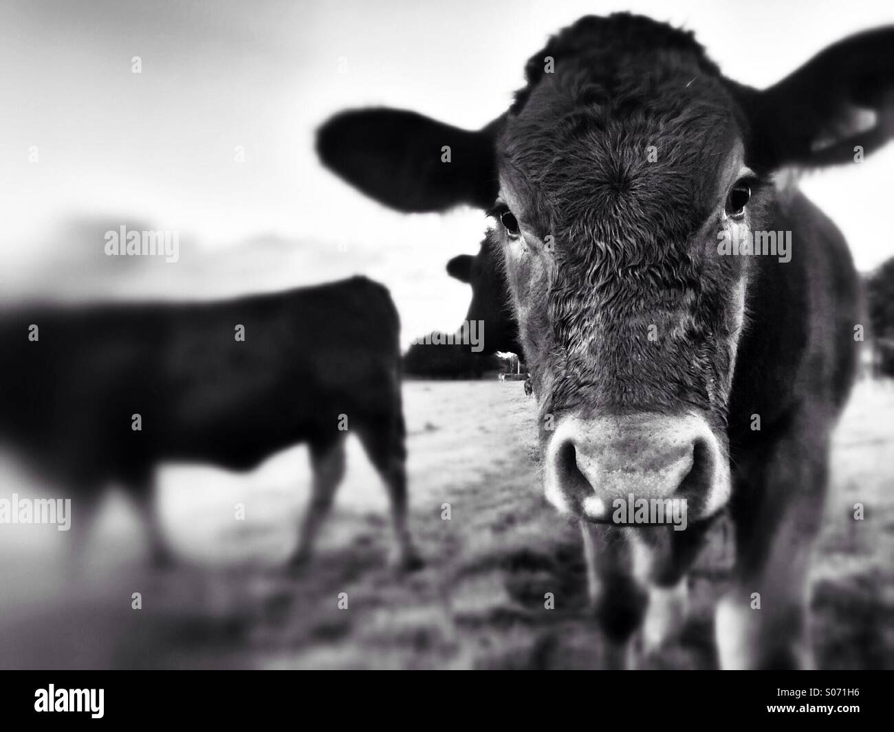 Young cow looking camera Stock Photo - Alamy