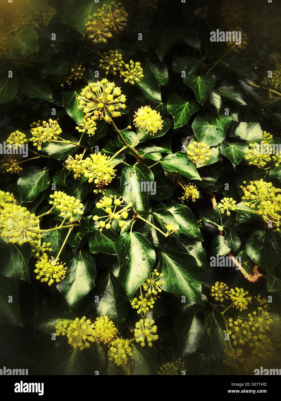 Flowering ivy hi-res stock photography and images - Alamy