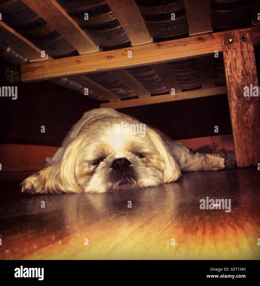 Hard life of dog hi-res stock photography and images - Alamy