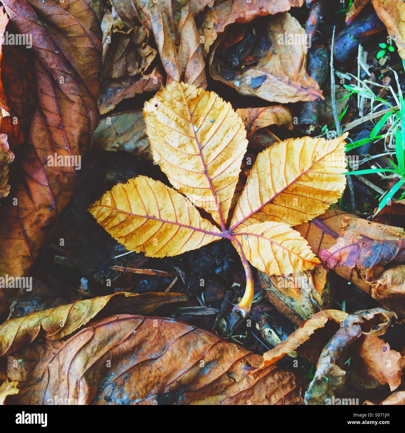 Fallen leaf on the ground in autumn Stock Photo - Alamy