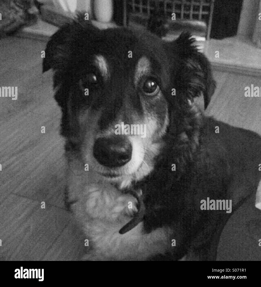 Worn out dog hi-res stock photography and images - Alamy