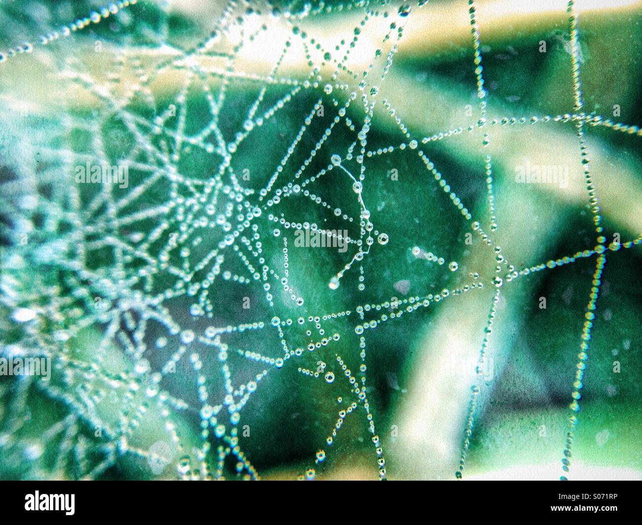 Spider webs dew drops hi-res stock photography and images - Alamy
