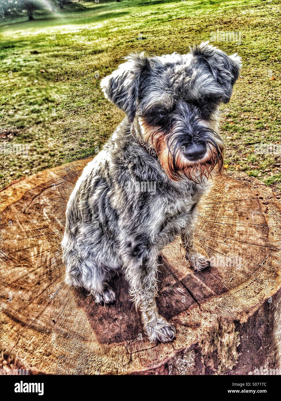 Grey schnauzer hi-res stock photography and images - Alamy