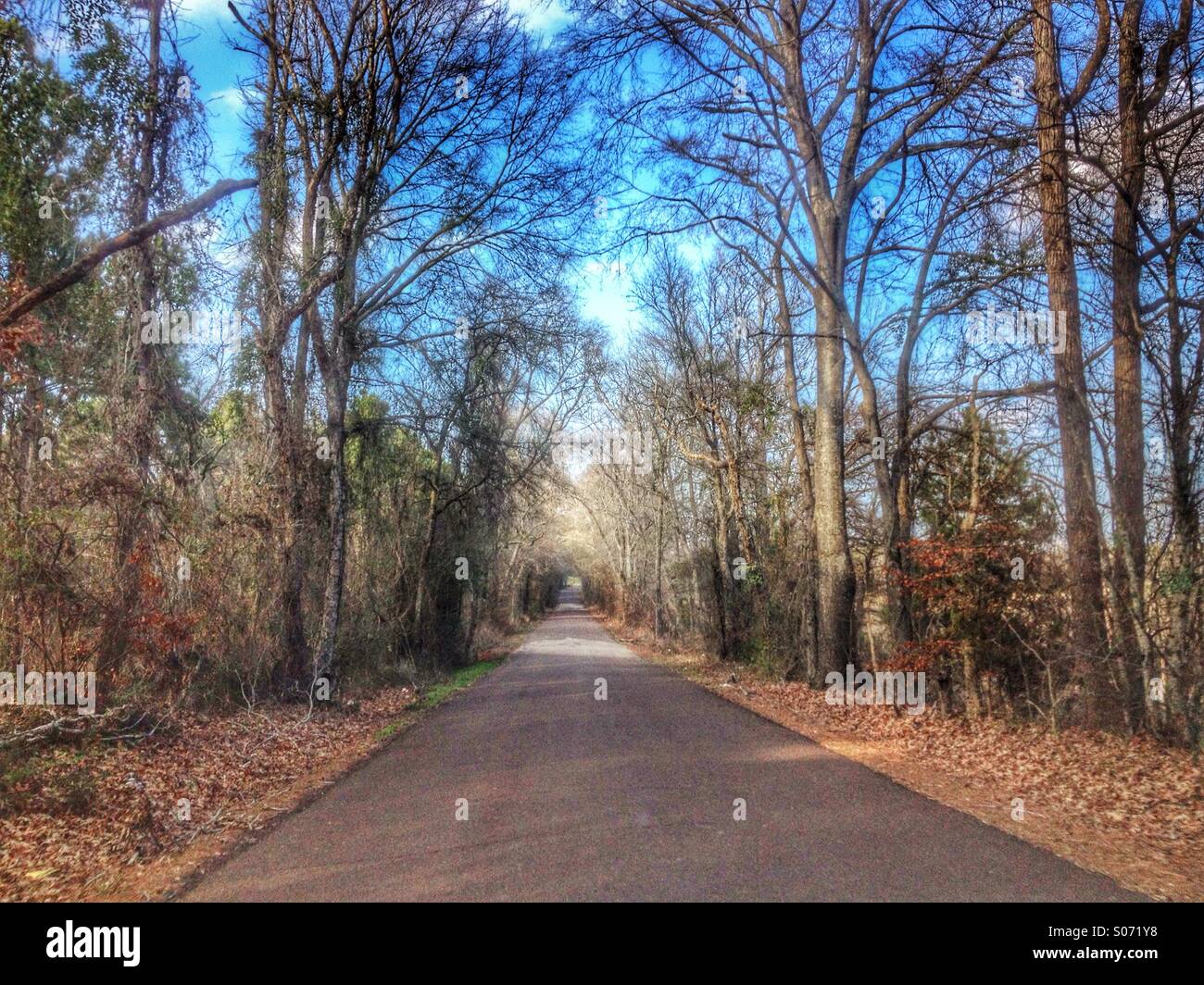 Canopy road hi-res stock photography and images - Alamy