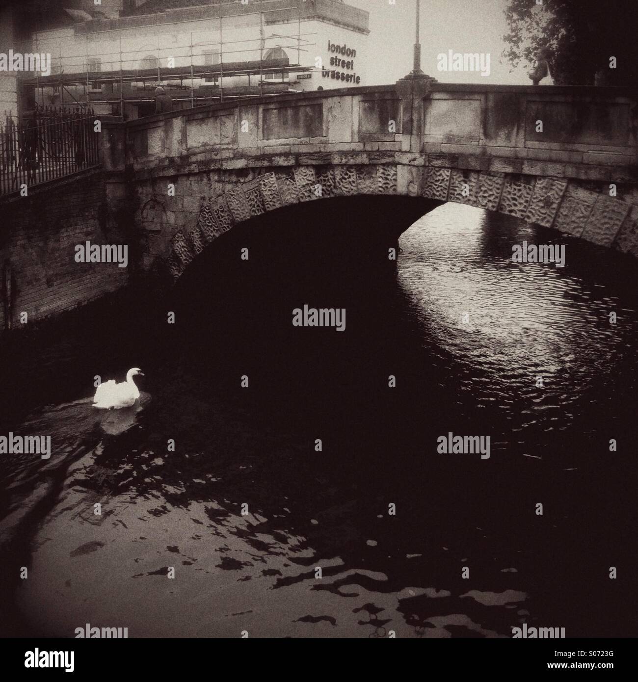 Swan swimming under a bridge Stock Photo - Alamy