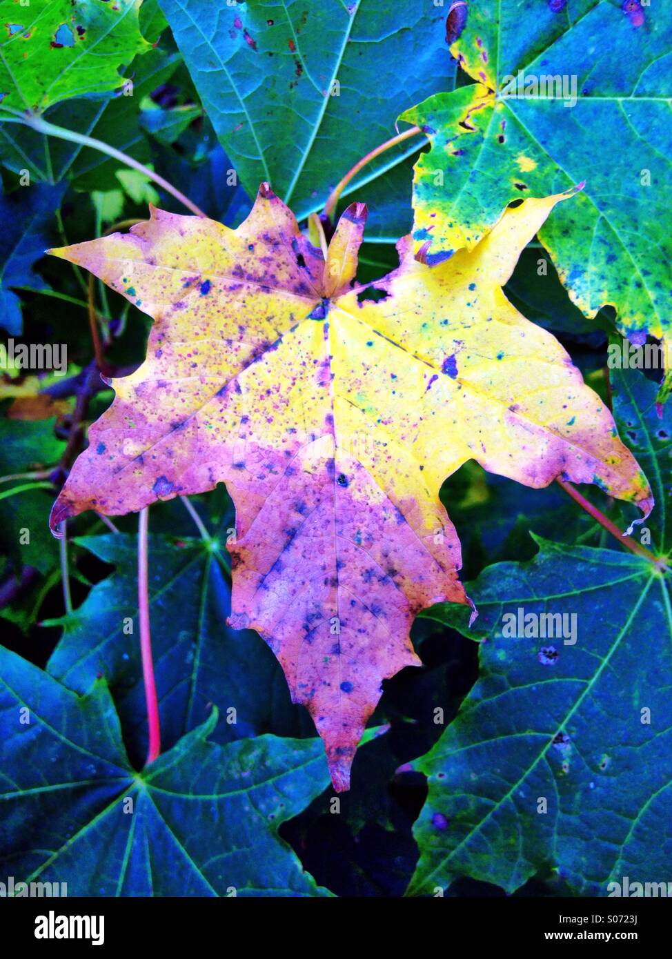 Odd leaf hi-res stock photography and images - Alamy