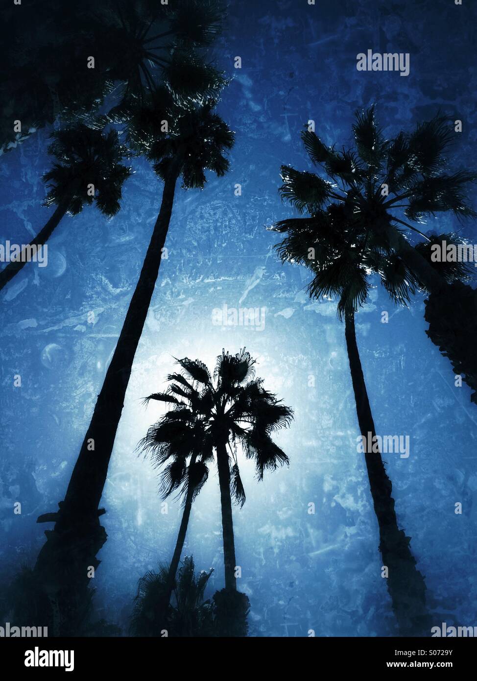 Sparkling Palm trees Stock Photo - Alamy