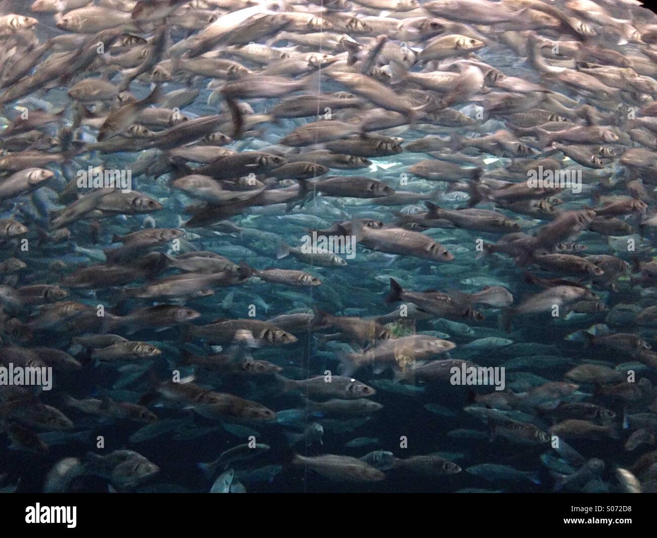 Loro fish hi-res stock photography and images - Alamy