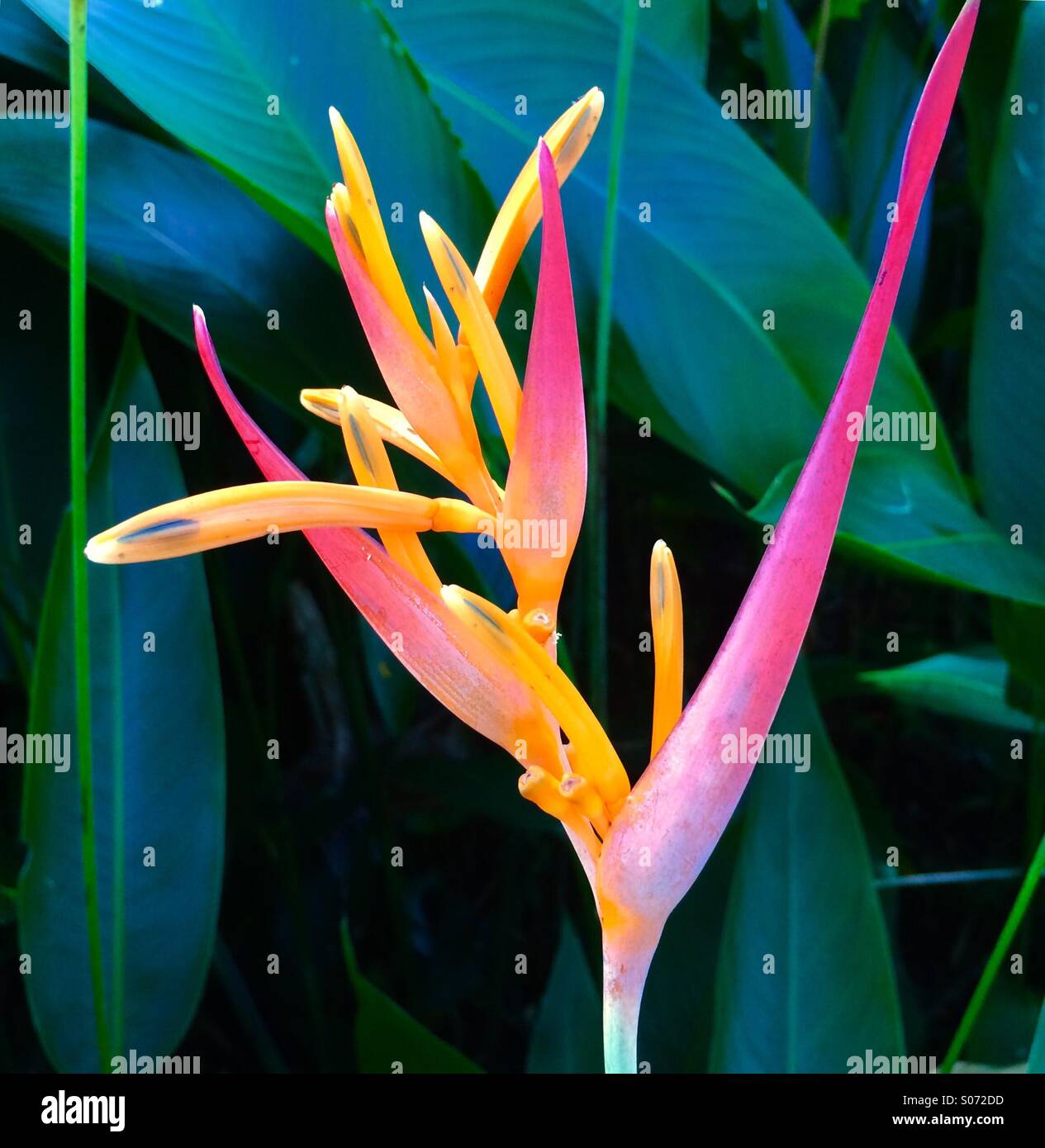 Heliconia flower, Belize Stock Photo - Alamy
