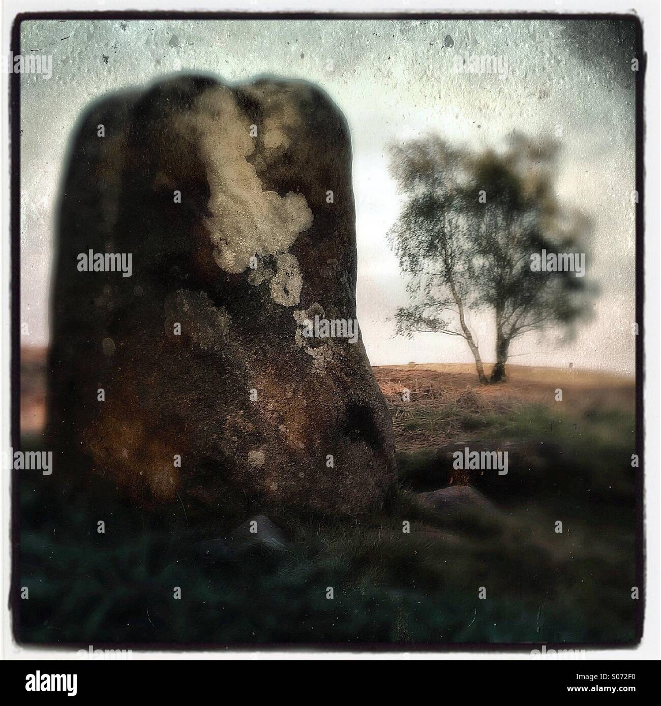 A single standing stone and a lone tree on English moorland Stock Photo ...