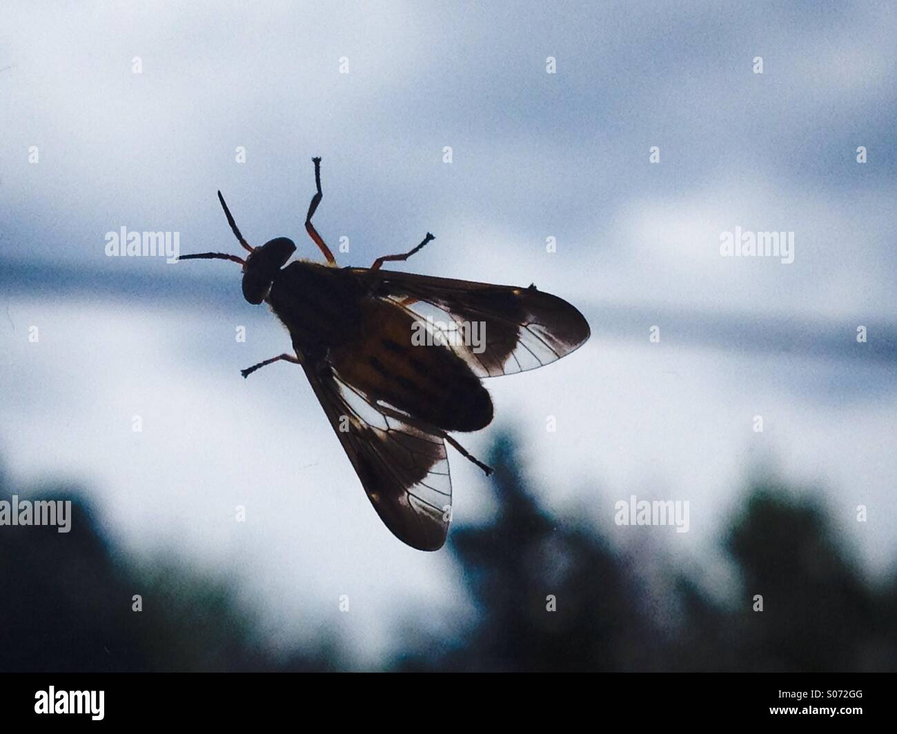 A deer fly on the inside of a window Stock Photo - Alamy