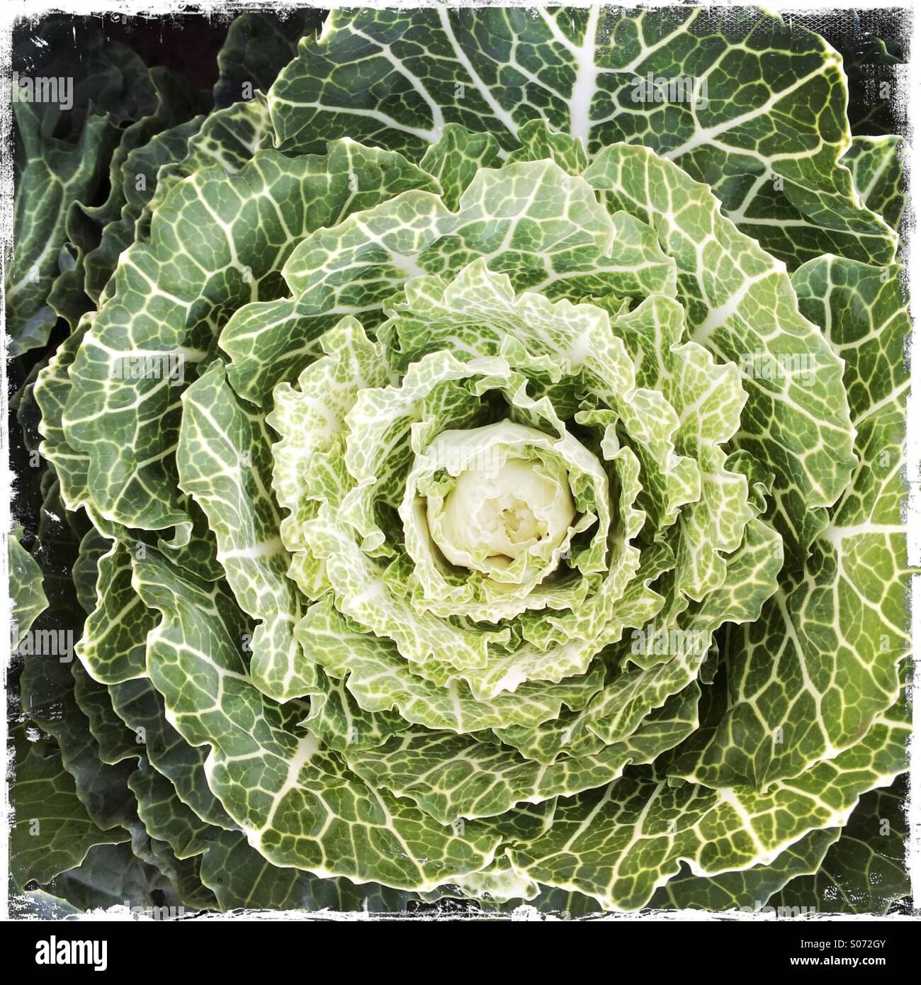 Kale Cabbage plant Stock Photo - Alamy
