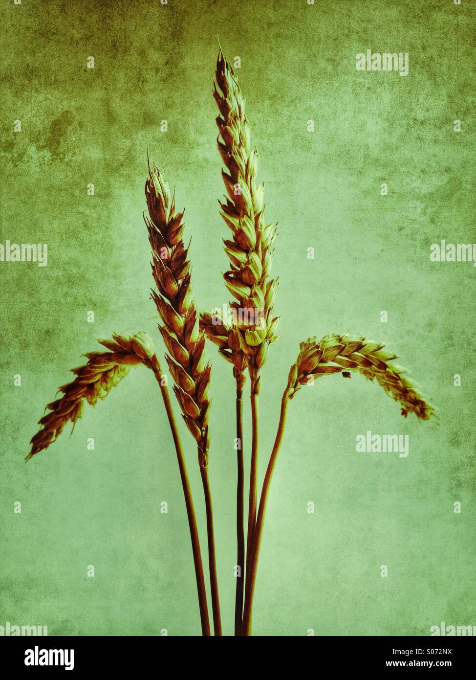 Wheat stalks hi-res stock photography and images - Alamy