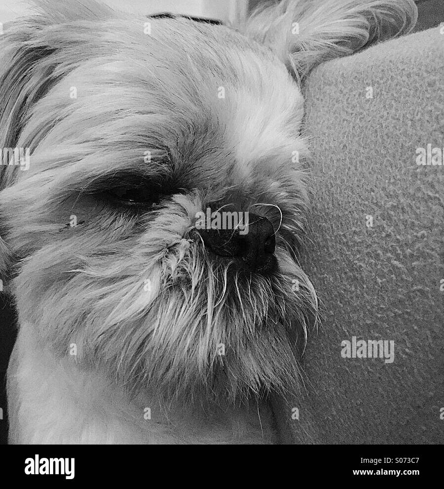 Hard life of dog hi-res stock photography and images - Alamy
