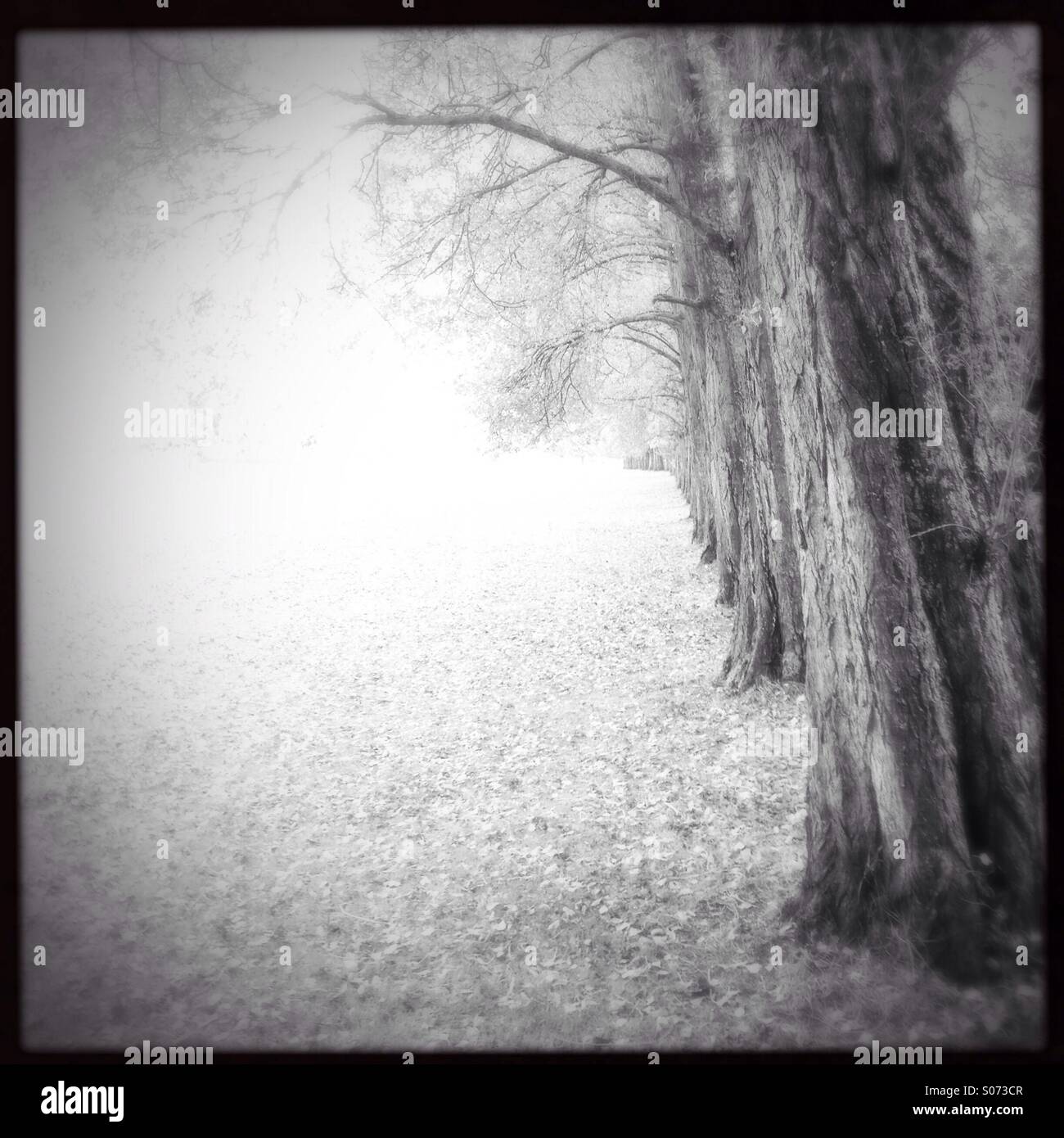 Trees through the mist Stock Photo - Alamy