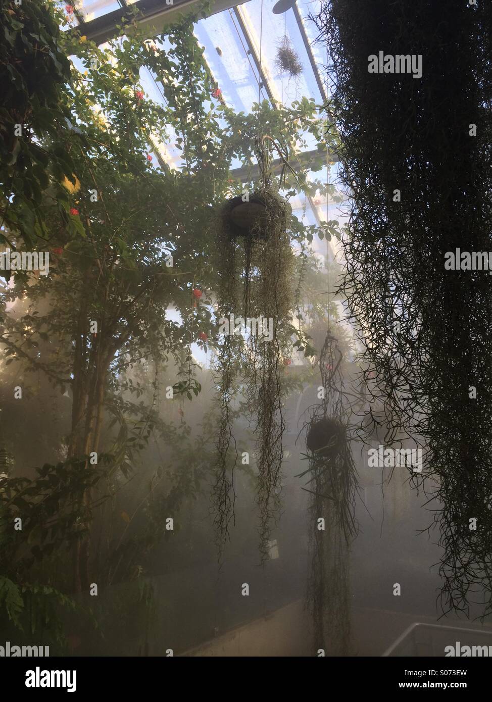 Trailing plants hi-res stock photography and images - Alamy