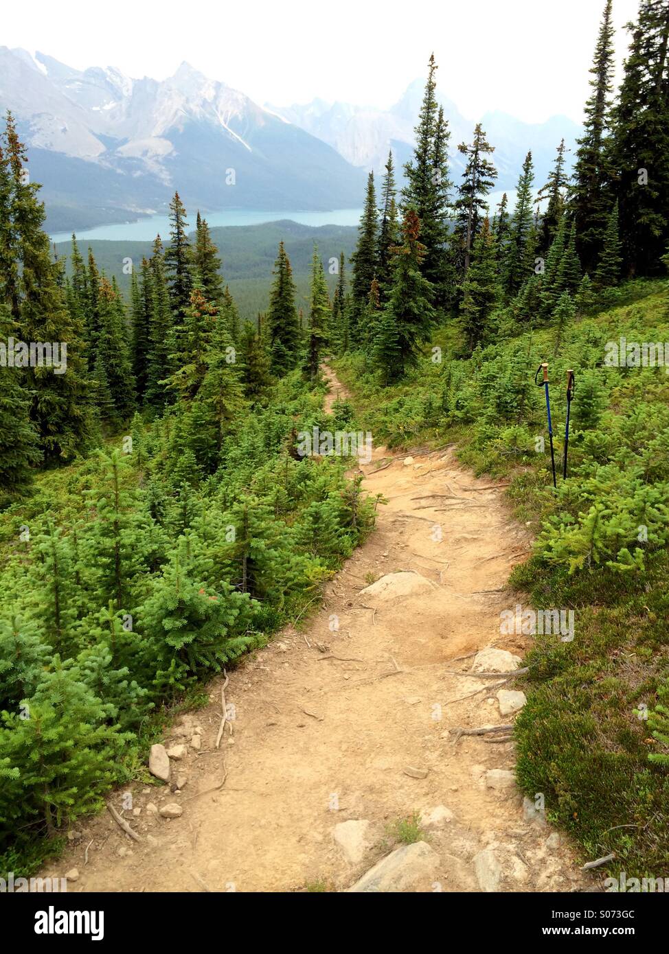 Hiking trail Jasper National Park, ALberta, Canada Stock Photo - Alamy