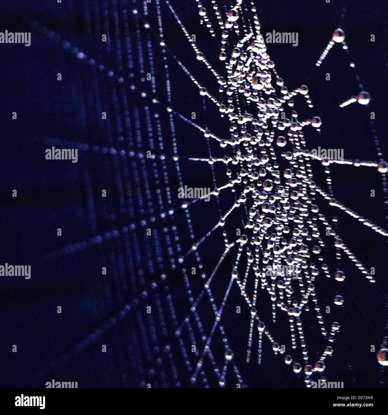 Water droplets on a spiders web Stock Photo - Alamy