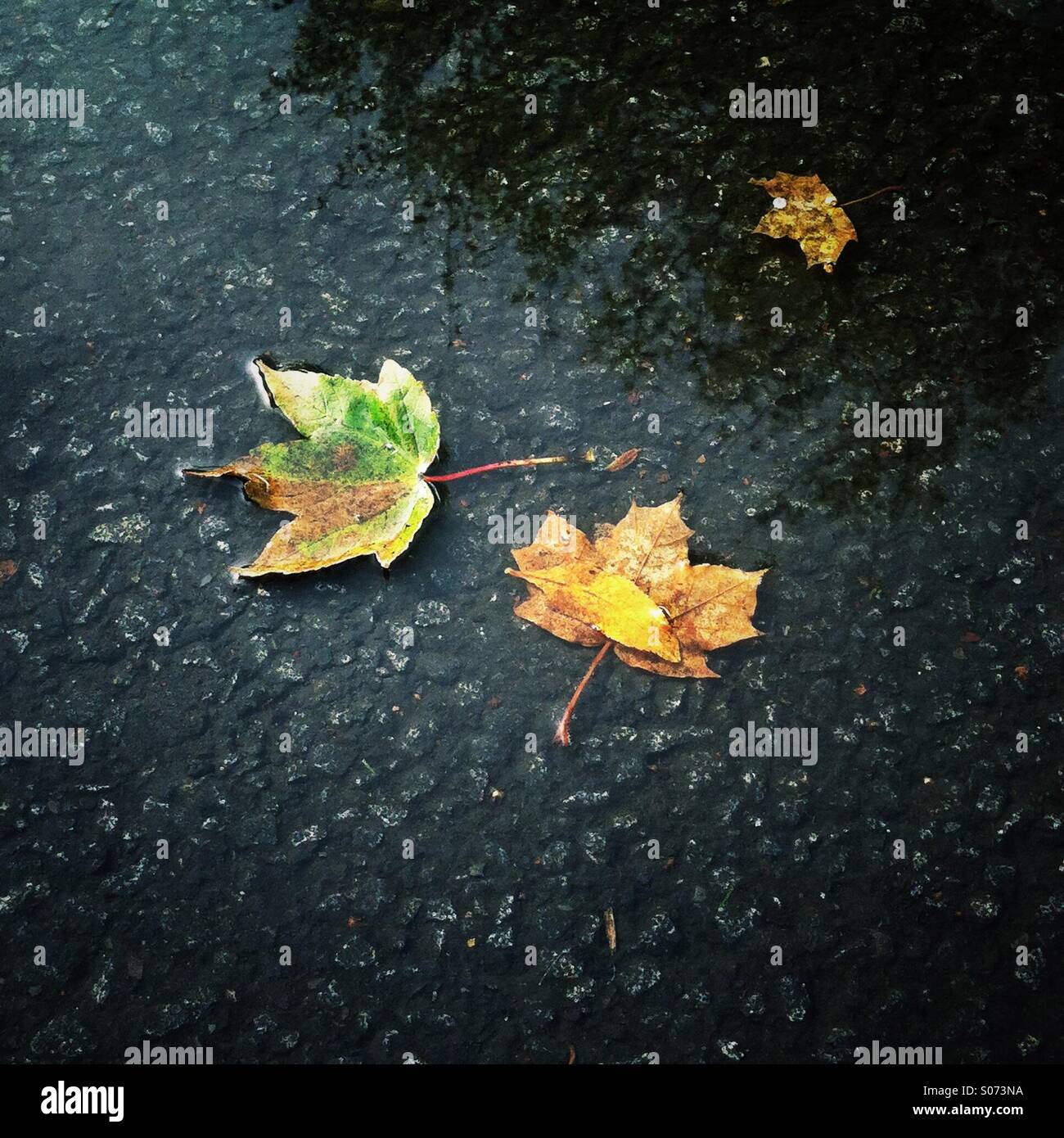 Fallen leaves in a puddle on the ground Stock Photo - Alamy