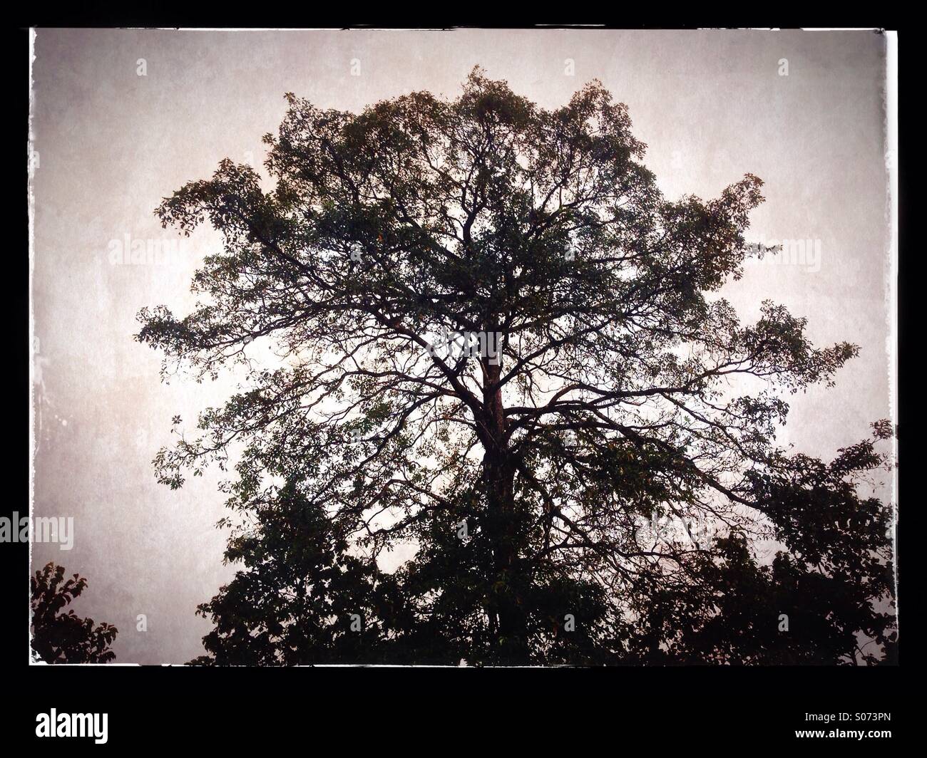 Wicked tree hi-res stock photography and images - Alamy