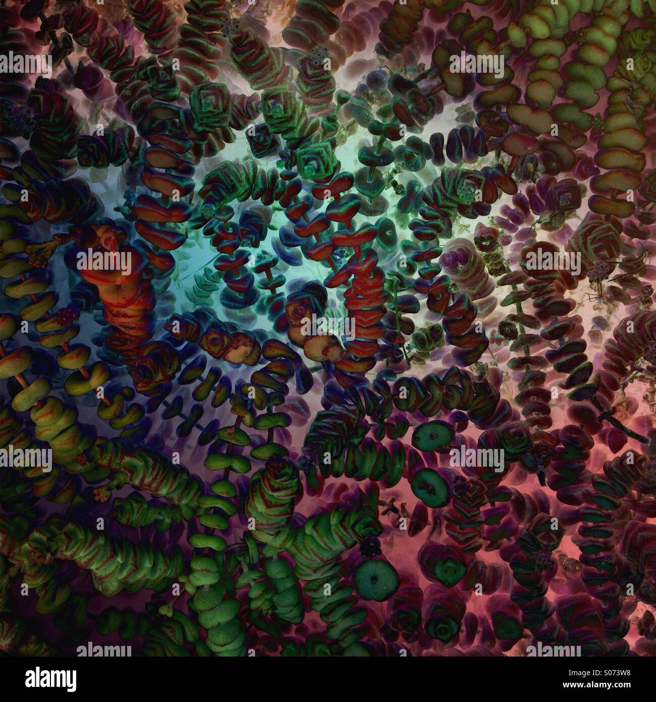 Colorful abstract of small succulent plants Stock Photo - Alamy