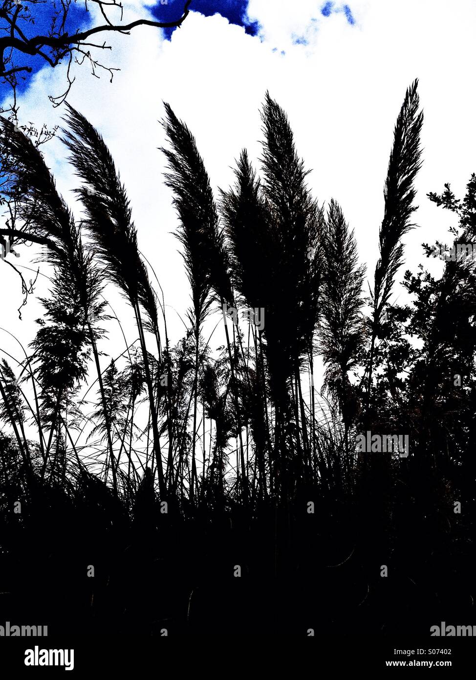 Grass pampas silhouette hi-res stock photography and images - Alamy