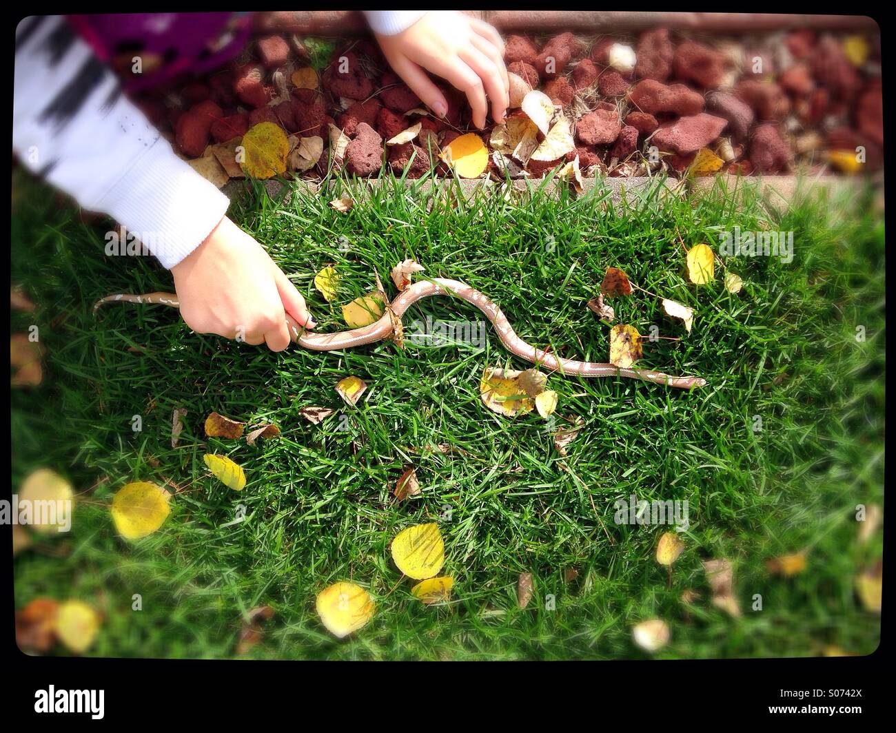 Person with a snake hi-res stock photography and images - Alamy
