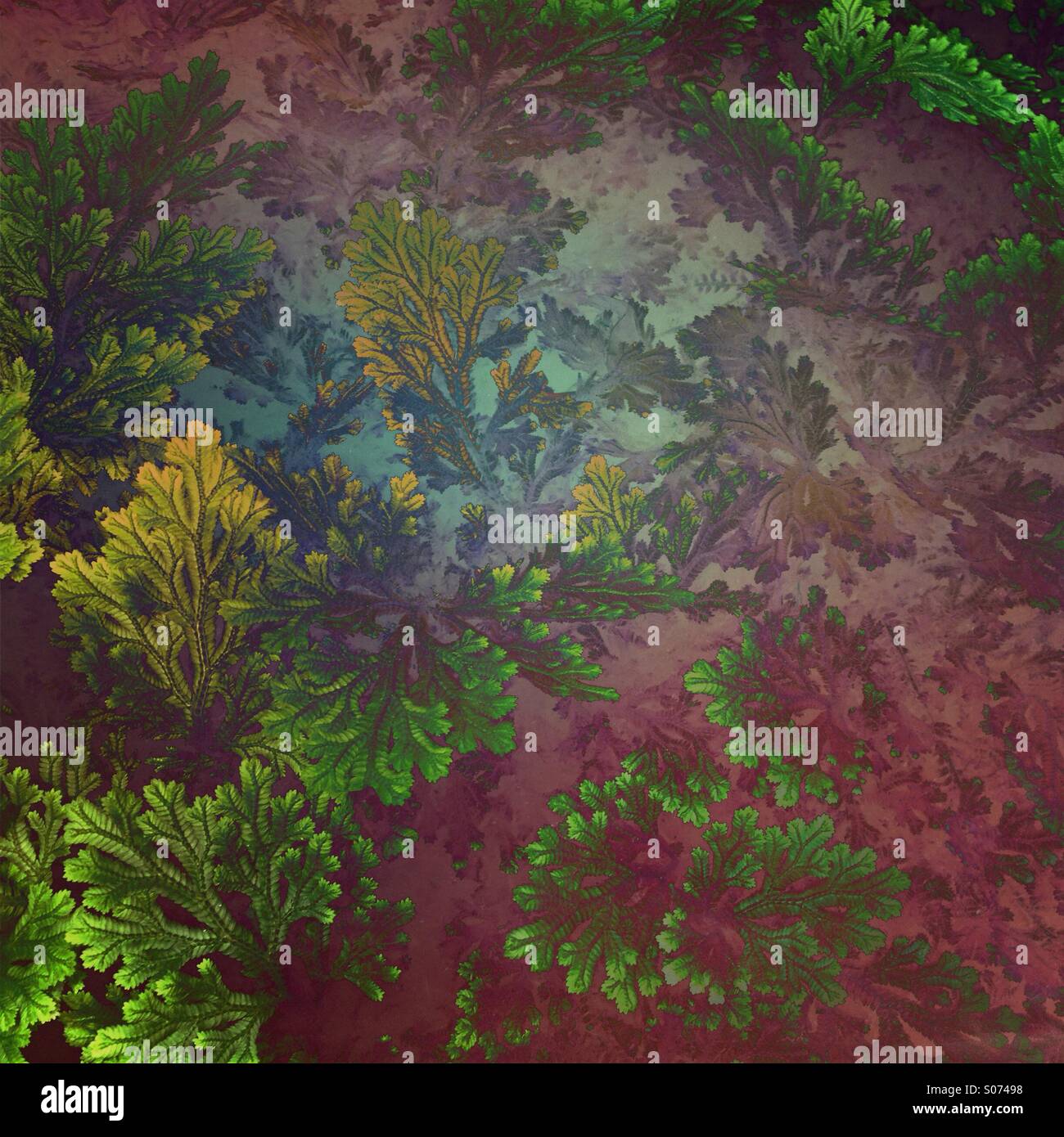 Colorful fern leaves hi-res stock photography and images - Alamy