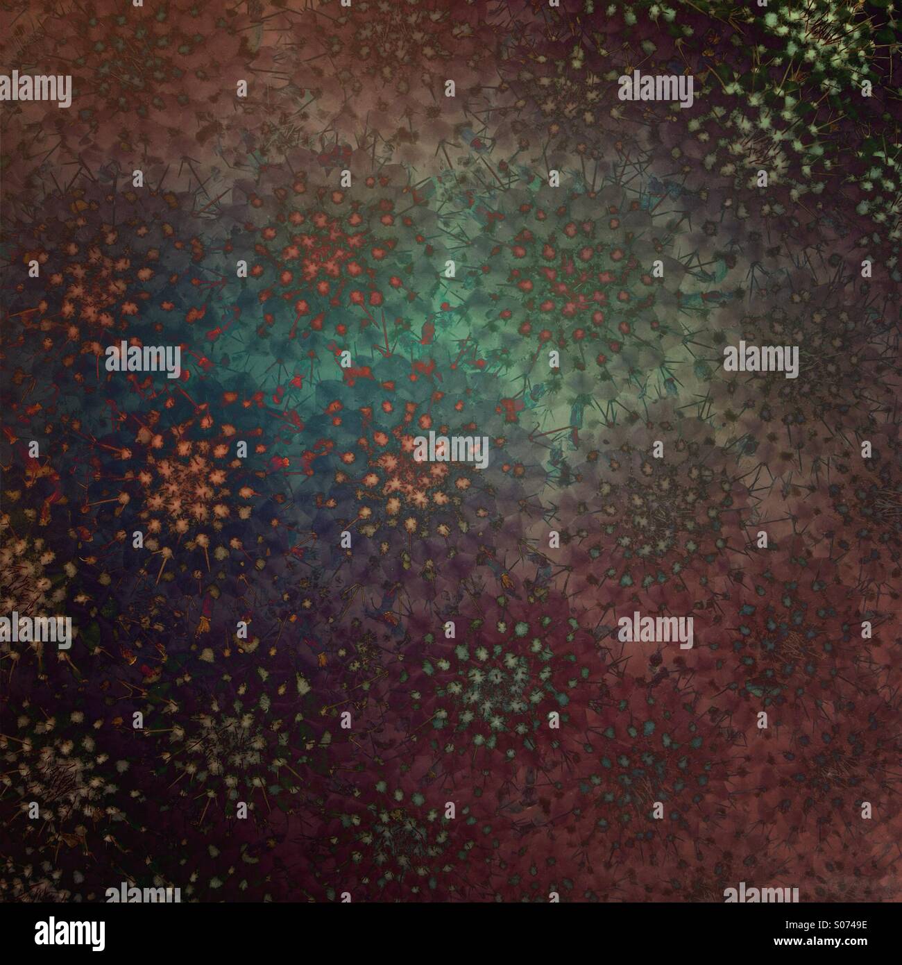 Colorful abstract view of cacti with sharp spines growing close ...