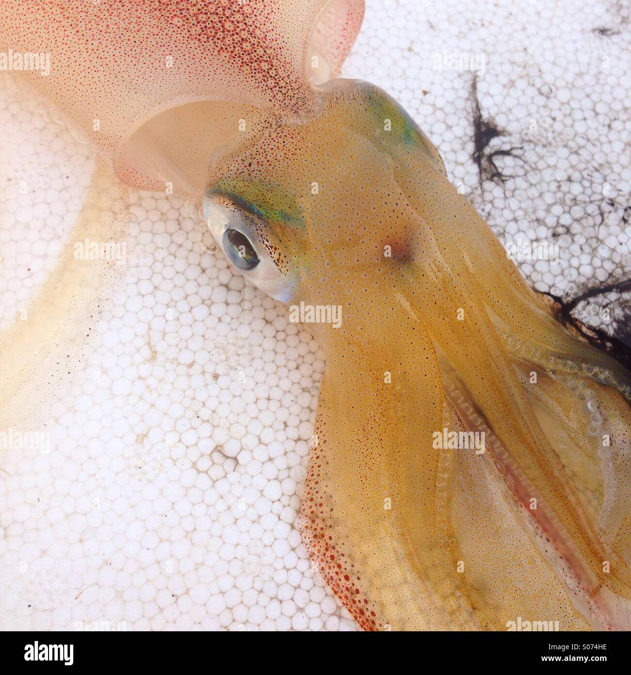 Adriatic sea fish hi-res stock photography and images - Alamy