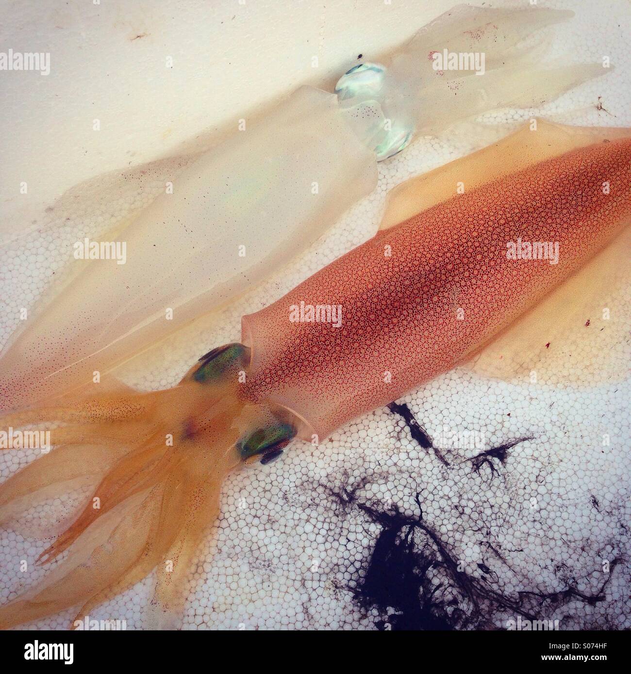 Two squid hi-res stock photography and images - Alamy