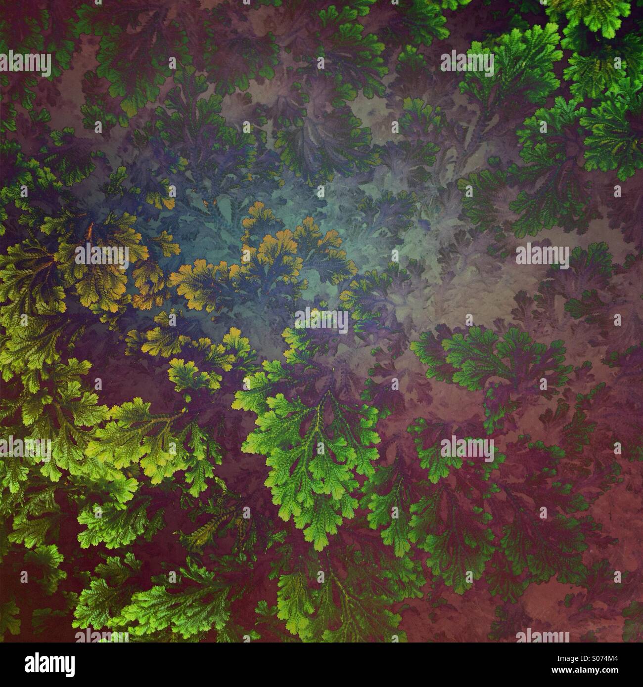 Colorful ferns hi-res stock photography and images - Alamy