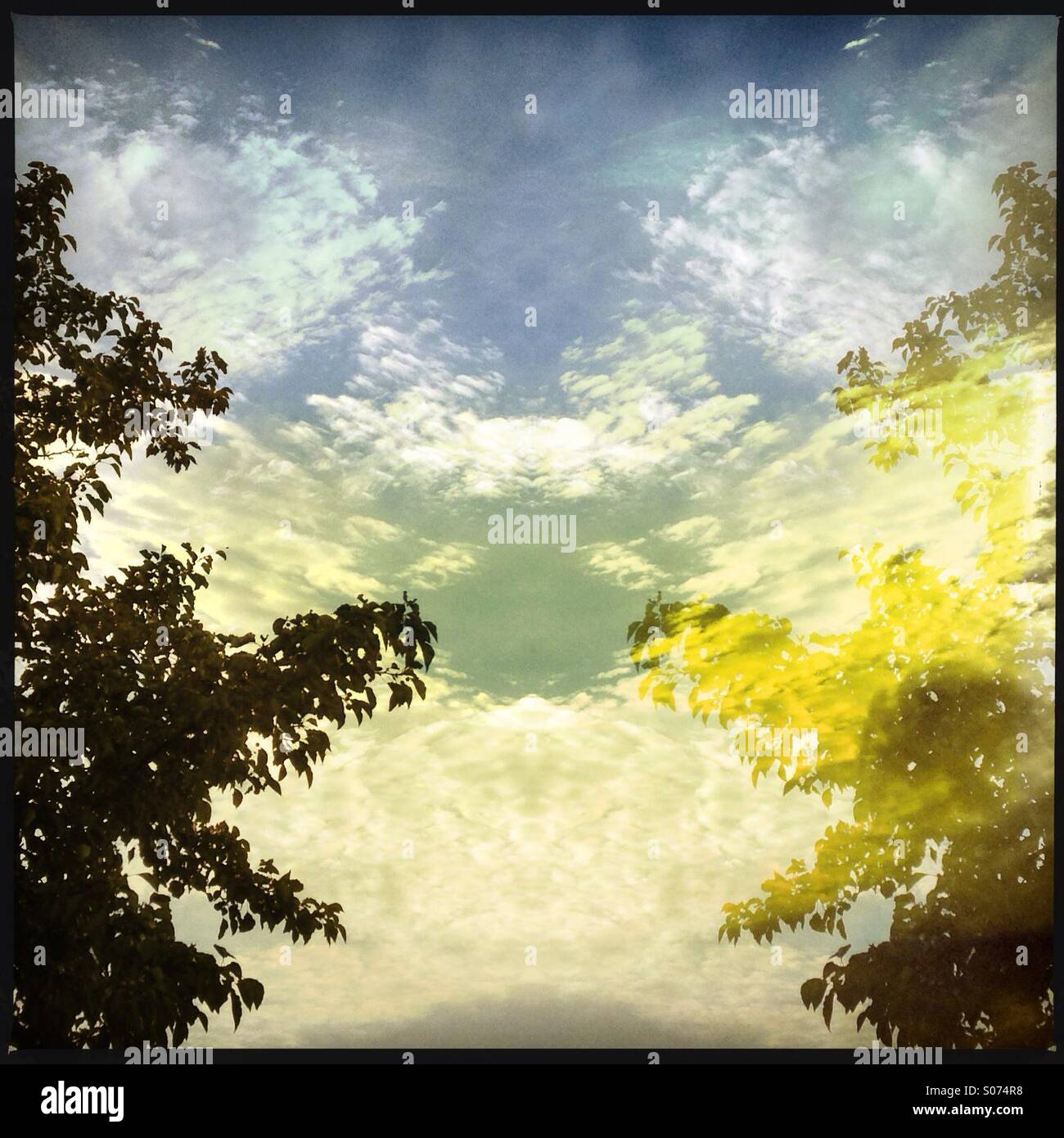 Soul of tree hi-res stock photography and images - Alamy