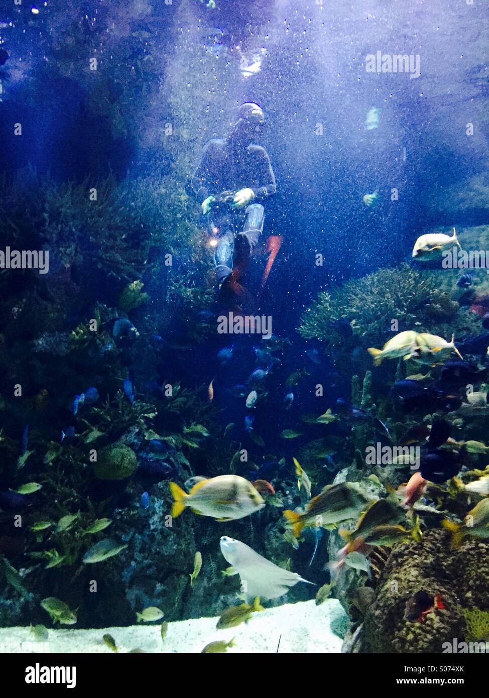 Diver with fish Stock Photo - Alamy