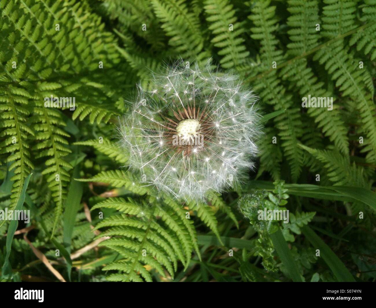 Puffball flower hi-res stock photography and images - Alamy