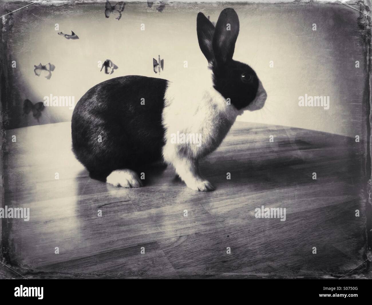 Black and white rabbit hi-res stock photography and images - Alamy