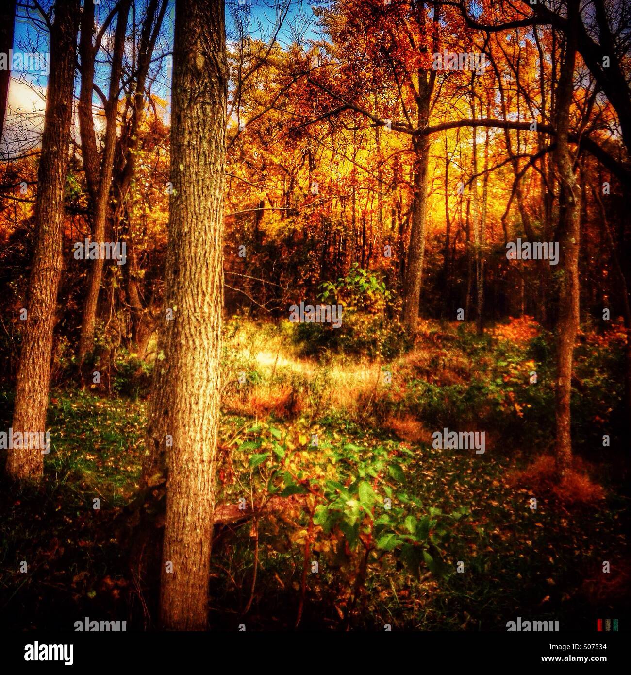 Forrest gold hi-res stock photography and images - Alamy