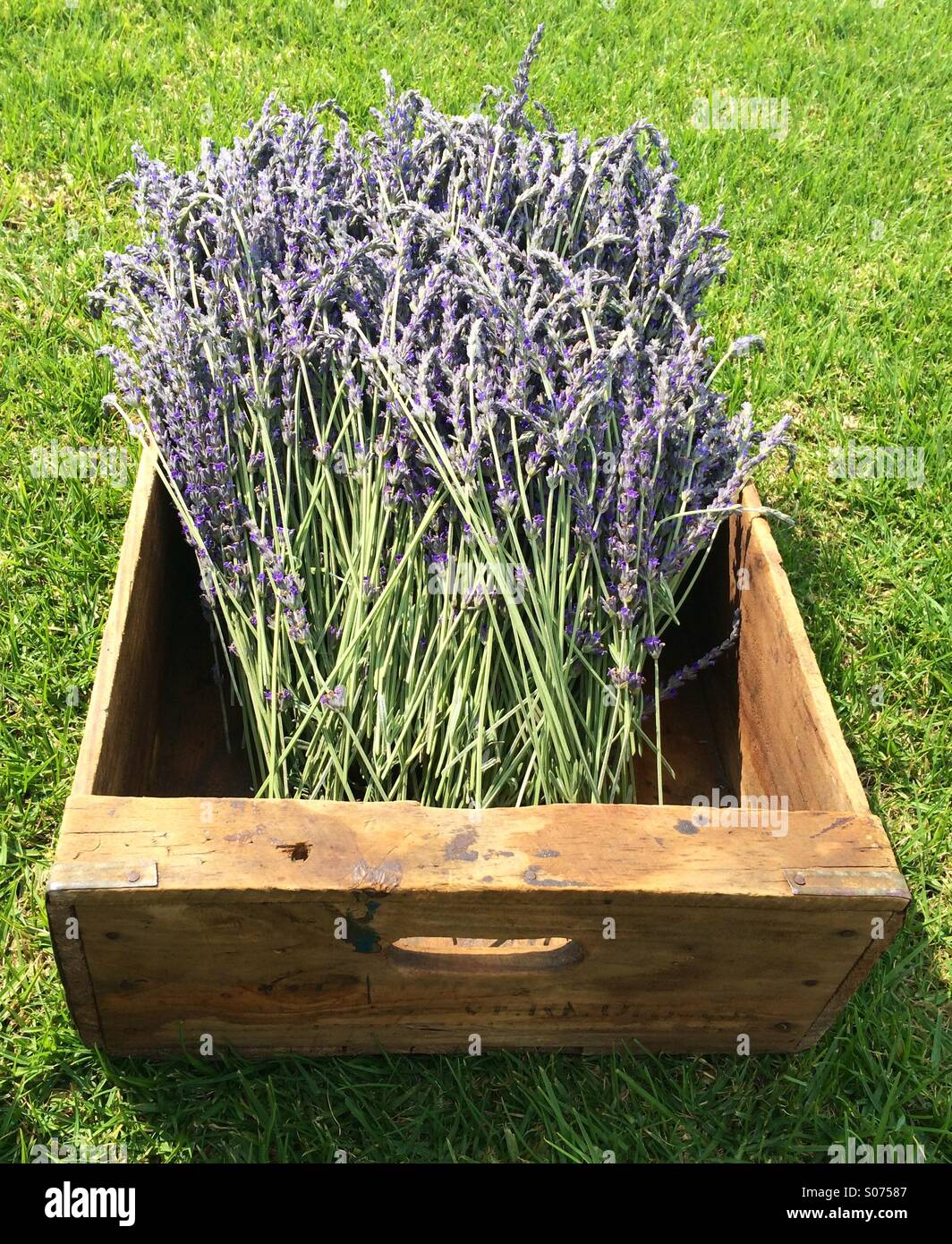 Lavender box hi-res stock photography and images - Alamy