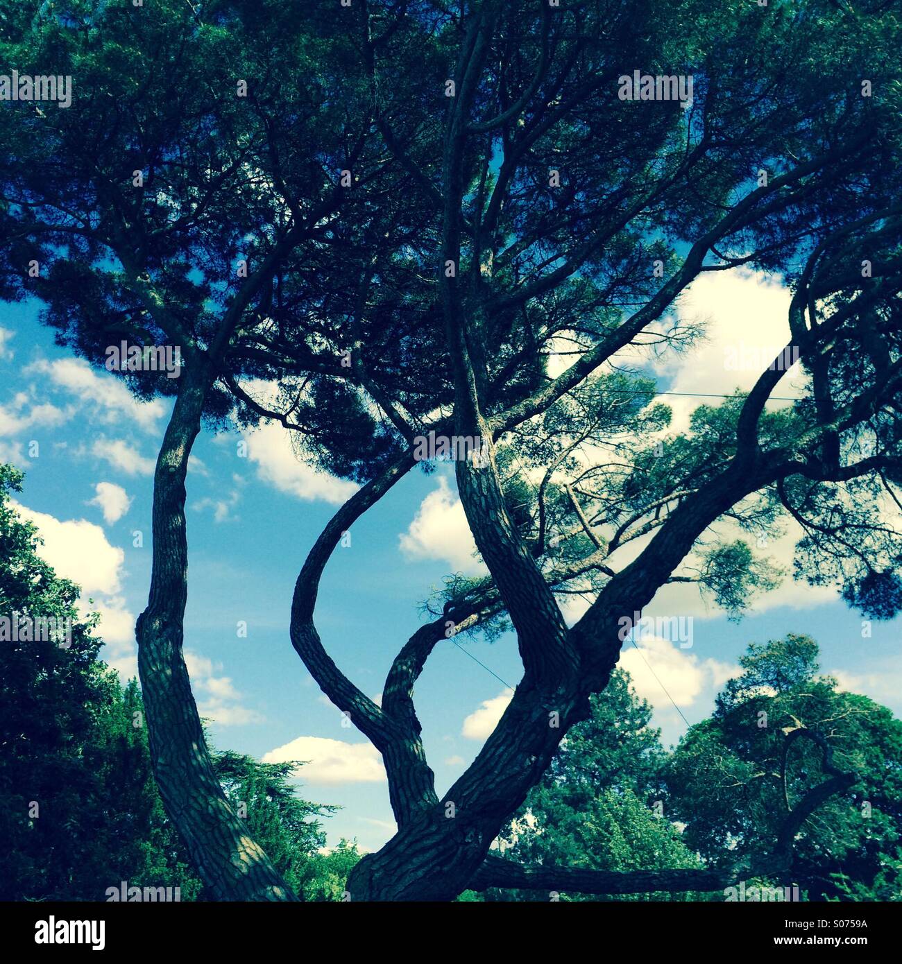 View of tree with branches growing outwards forming silhouette against ...