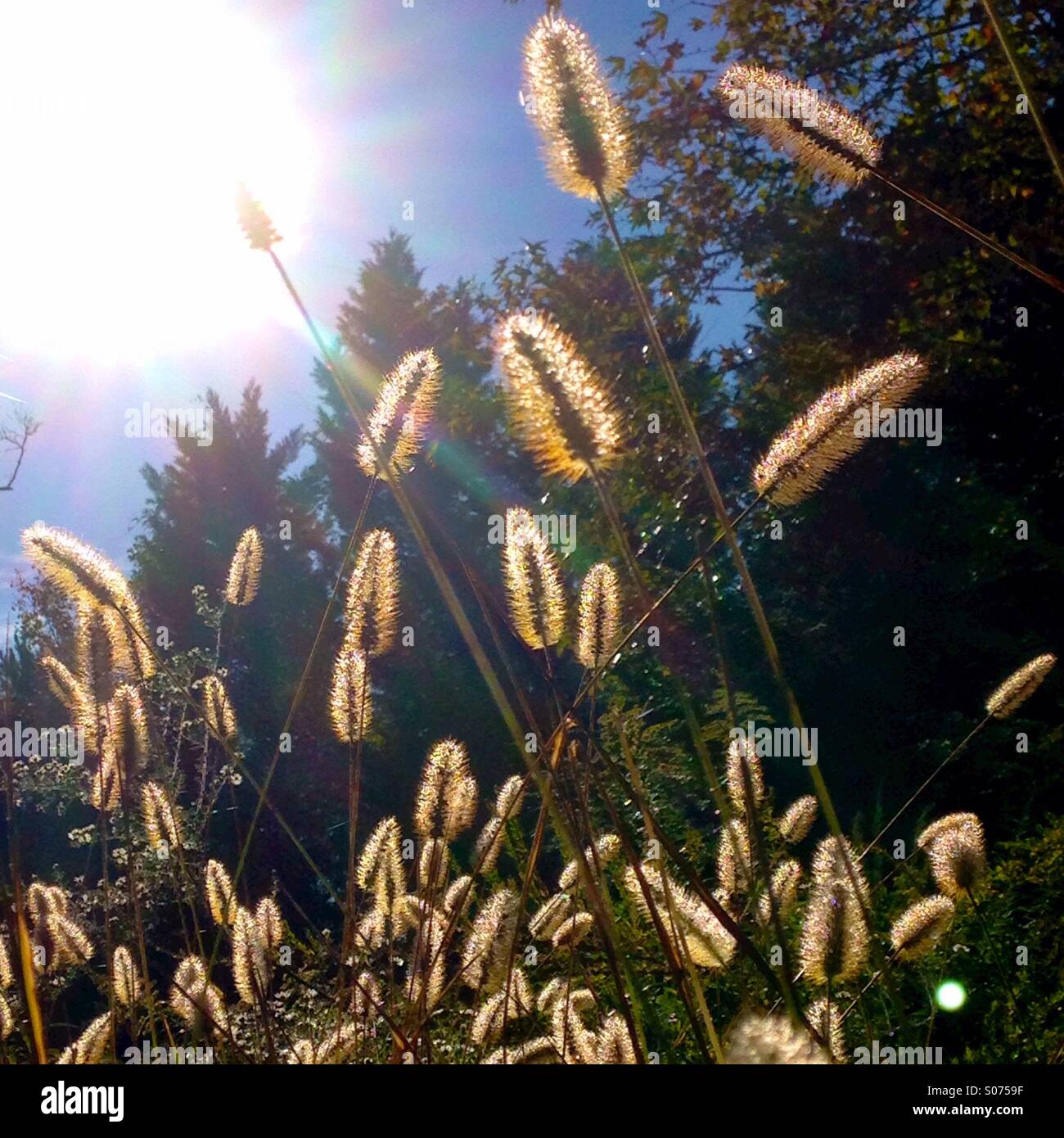 Foxtails in the sunshine Stock Photo - Alamy