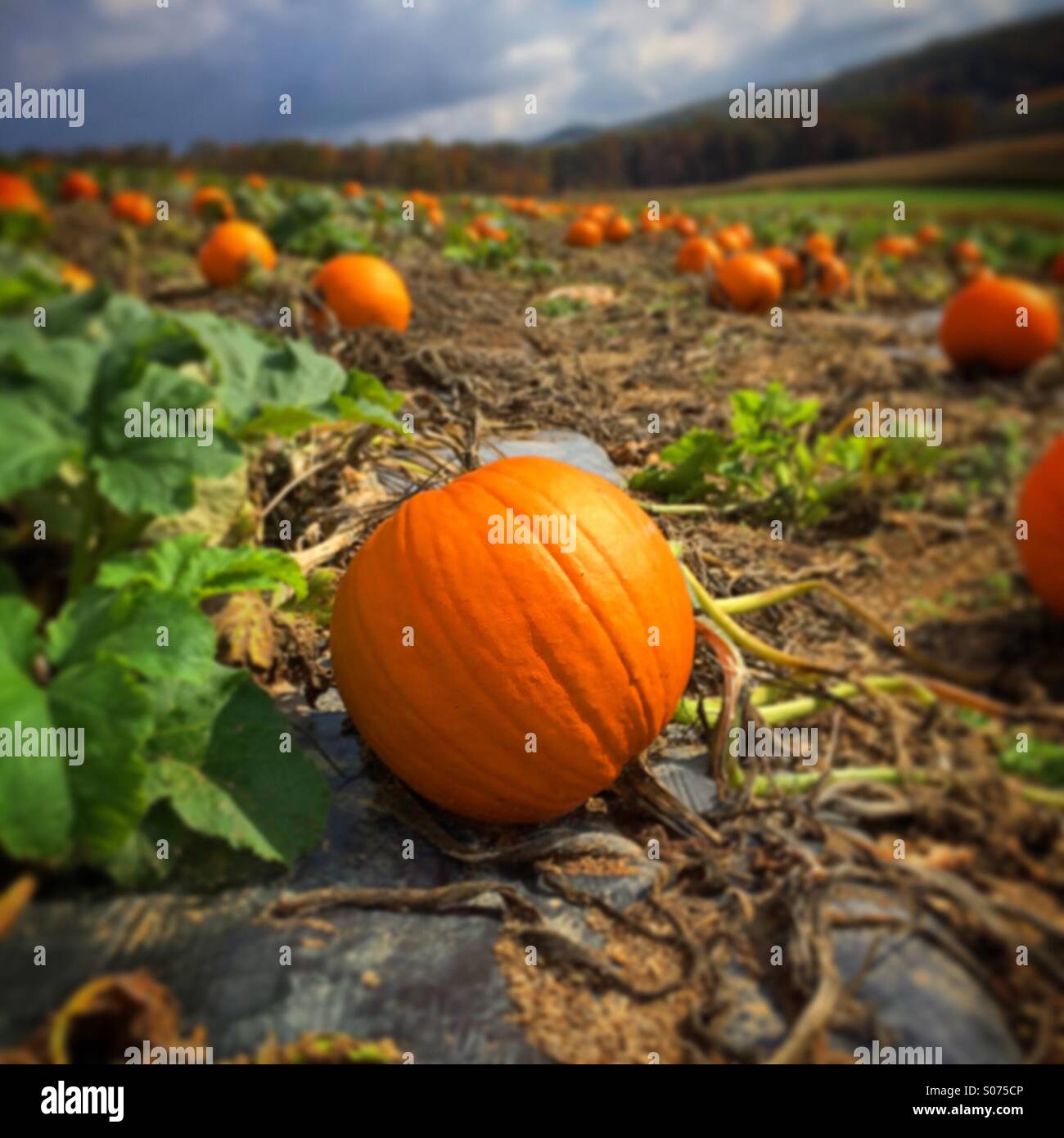 Pennsylvania farm fall autumn hi-res stock photography and images - Alamy