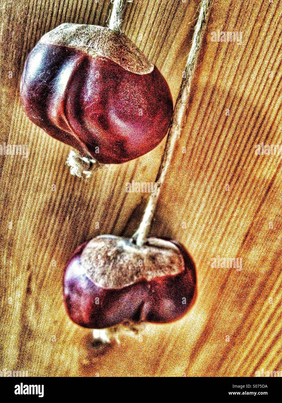 Conkers on string against a wooden background Stock Photo - Alamy