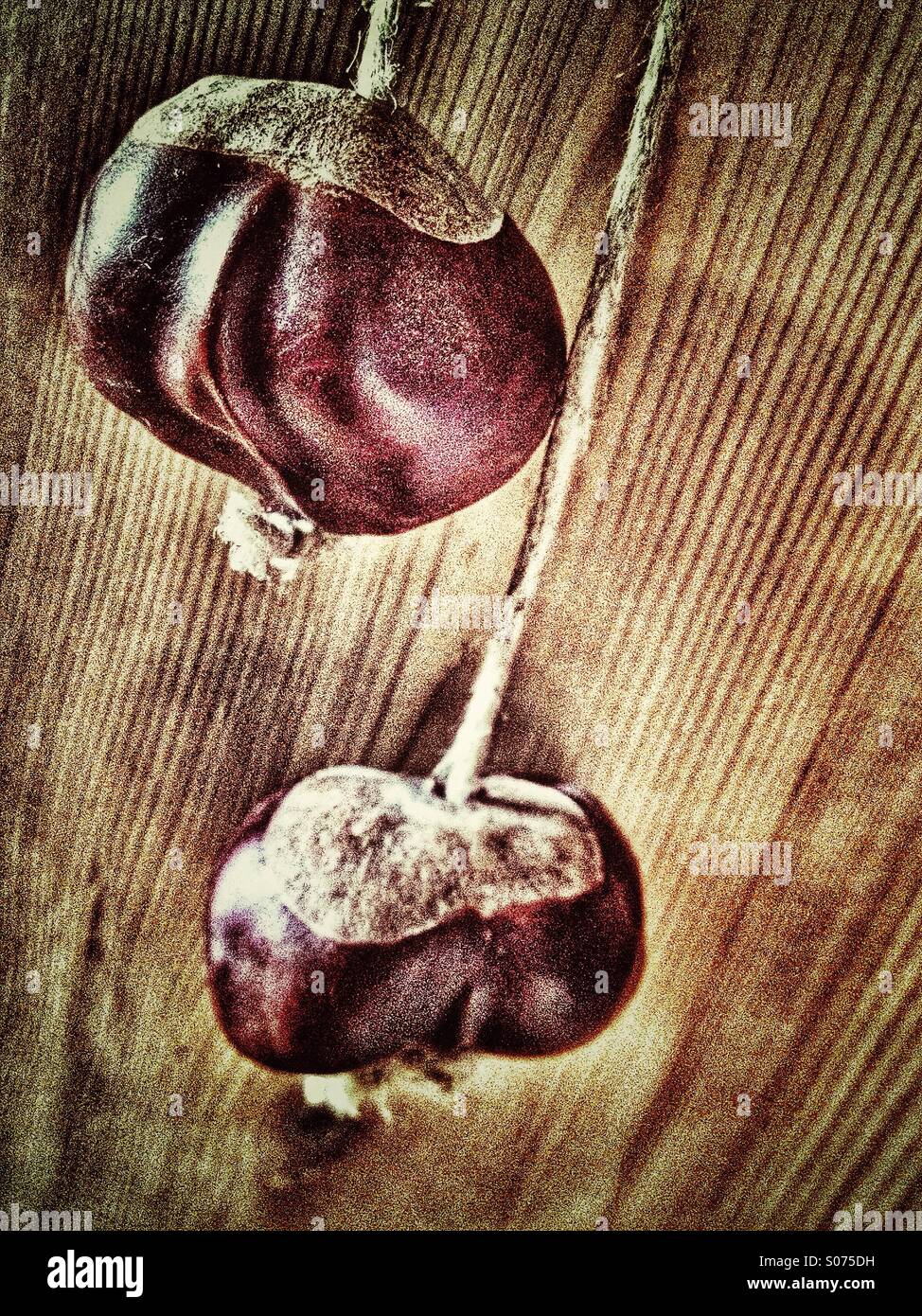 Conkers On String High Resolution Stock Photography and Images - Alamy