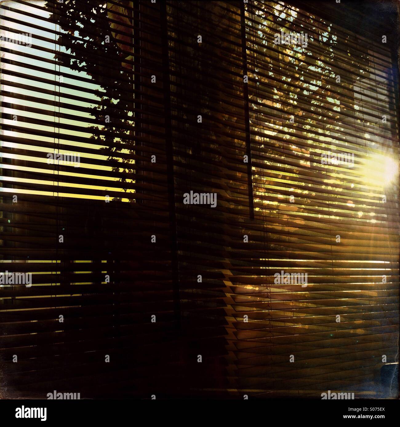 Windows tree silhouette hi-res stock photography and images - Alamy