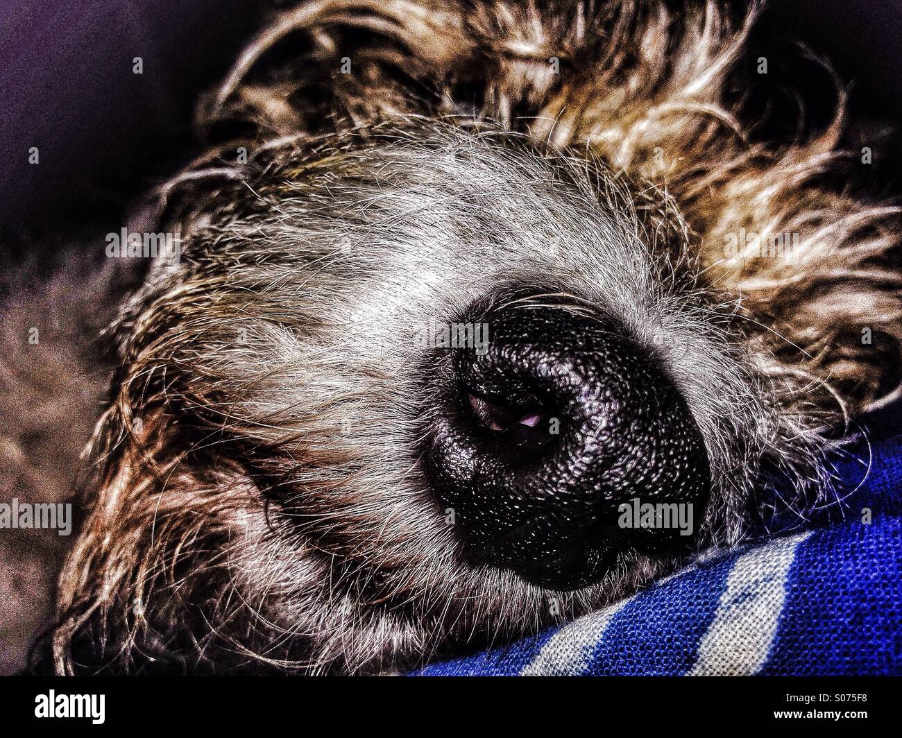 Sleep dog hi-res stock photography and images - Alamy