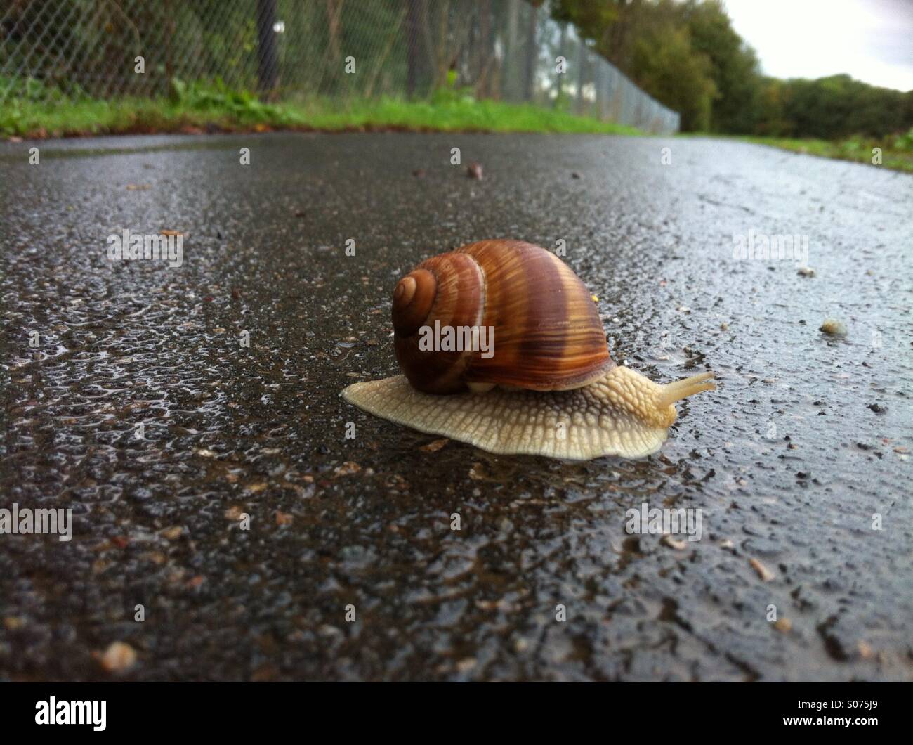 slug with shell on a road Stock Photo - Alamy