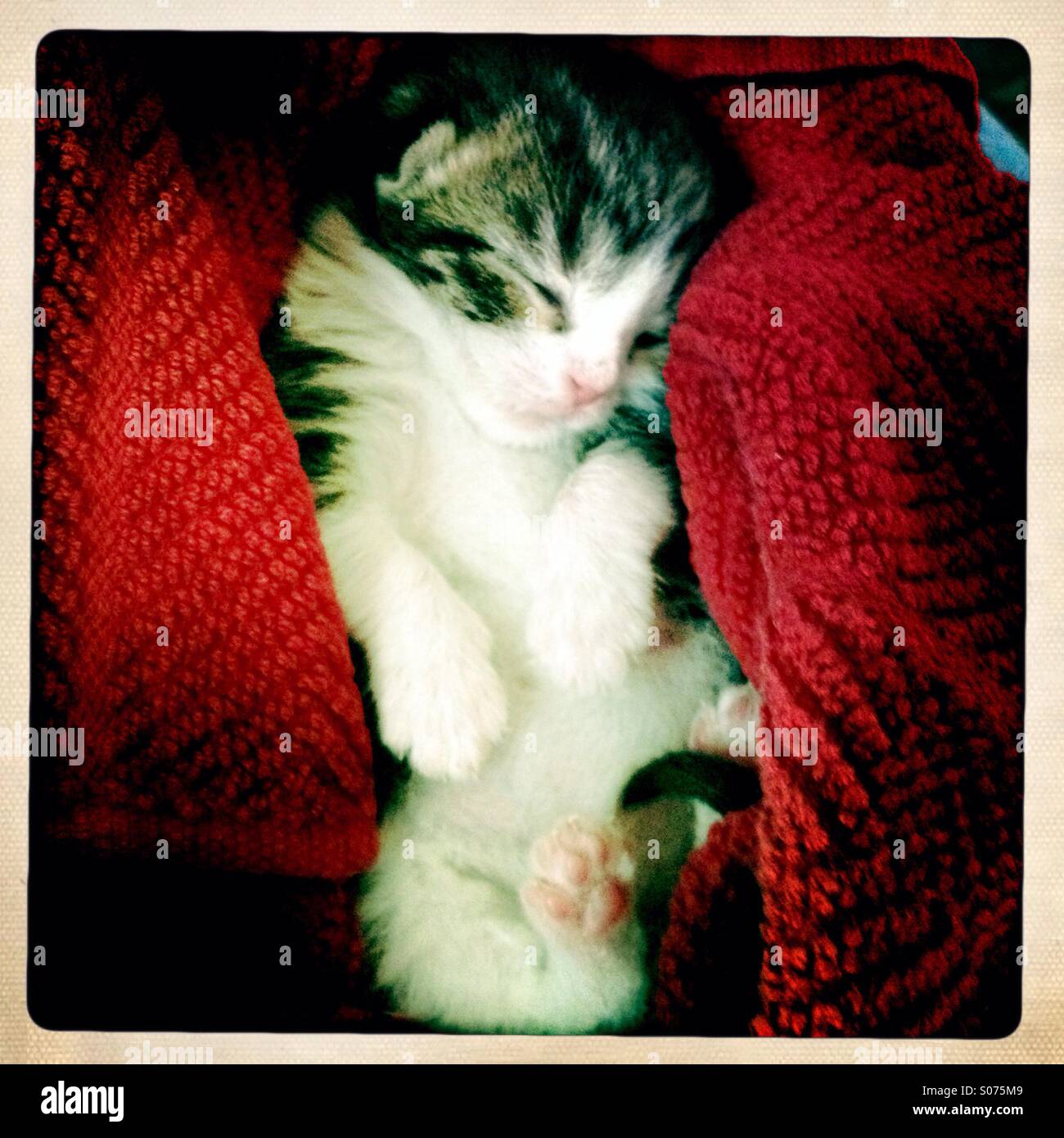 Cozy kitten hi-res stock photography and images - Alamy