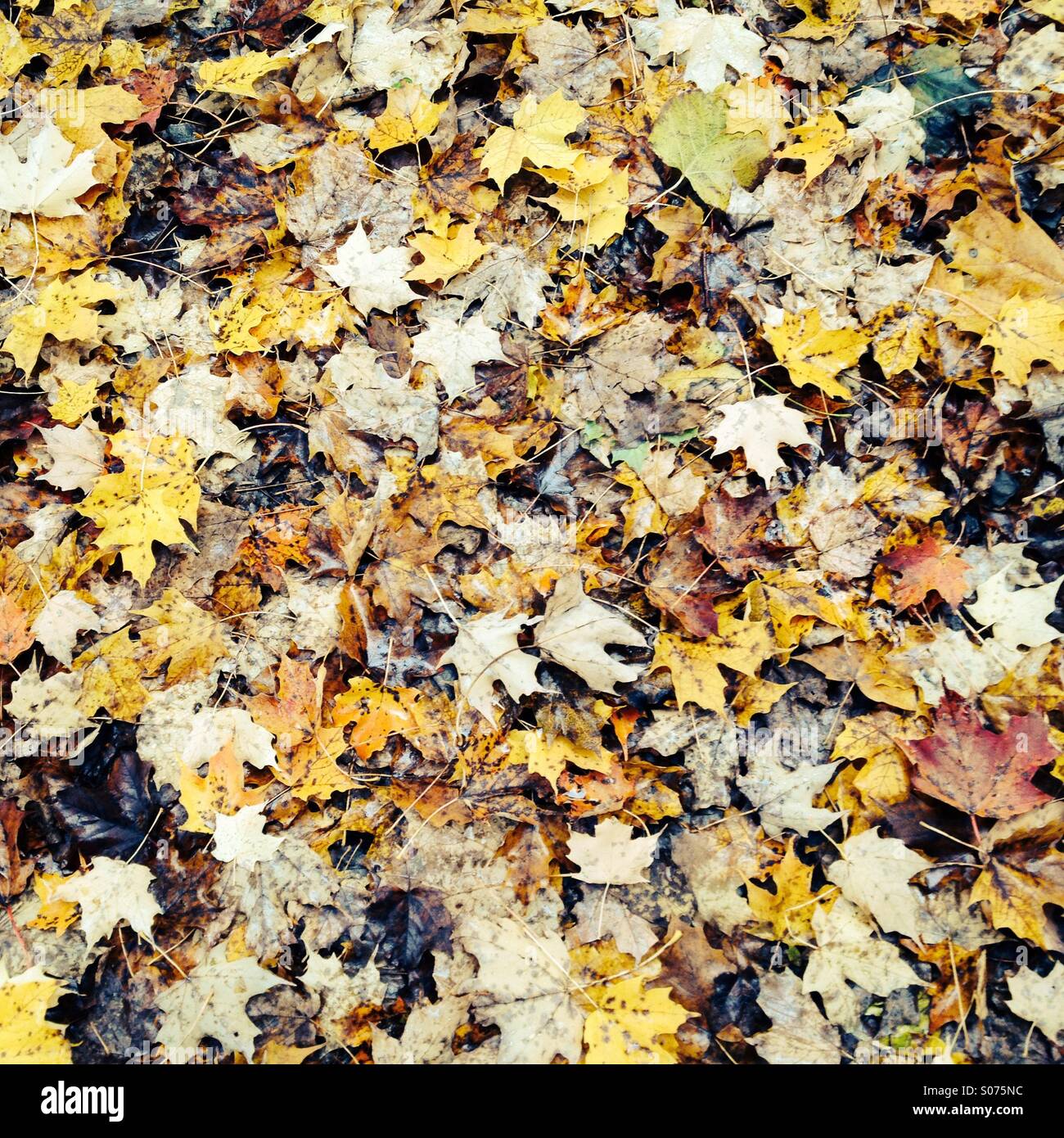 Dead leaves autumn hi-res stock photography and images - Alamy