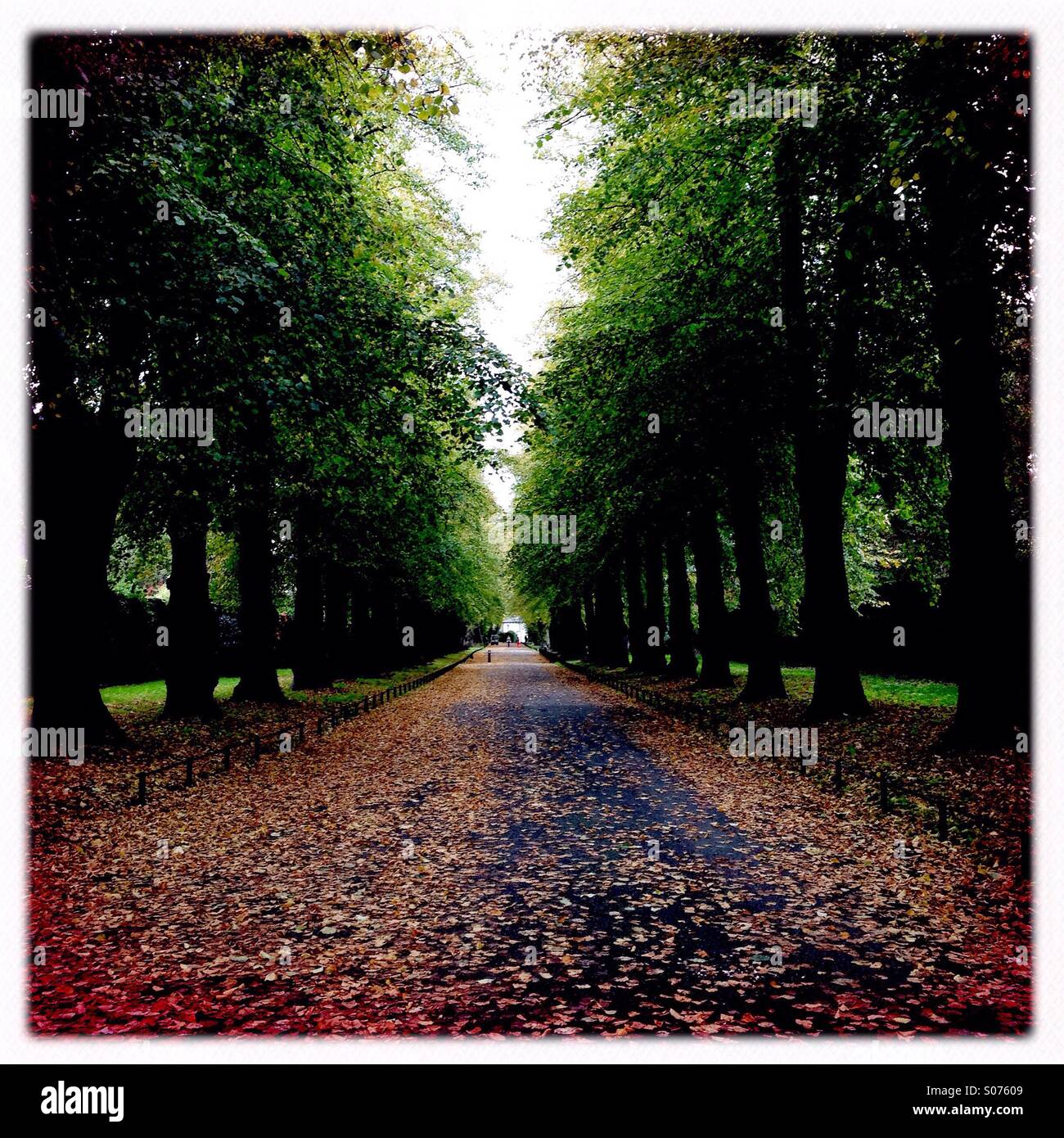 Tree lined walk hi-res stock photography and images - Alamy